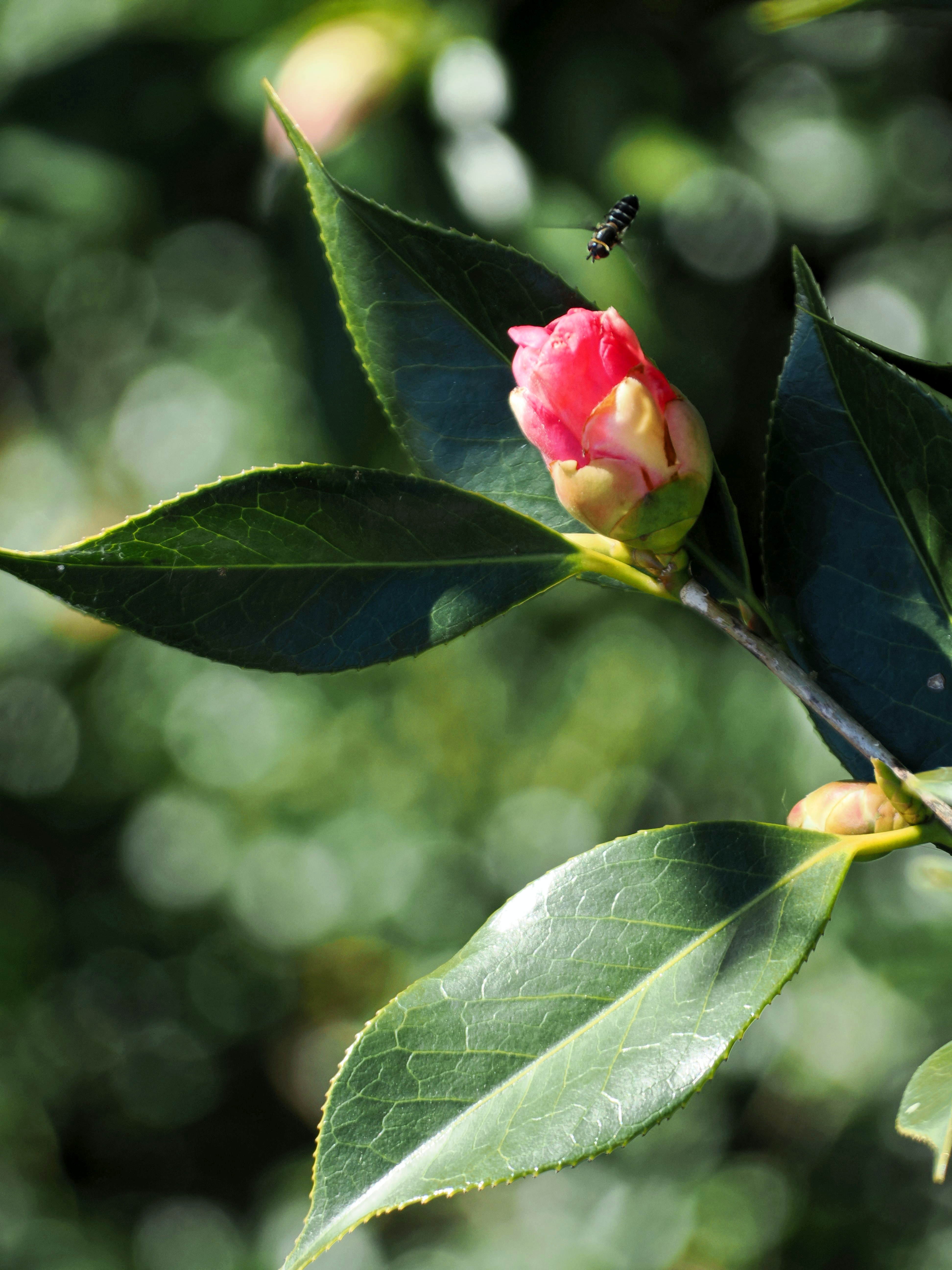 EVERYBODY × PHOTOGRAPHER.com