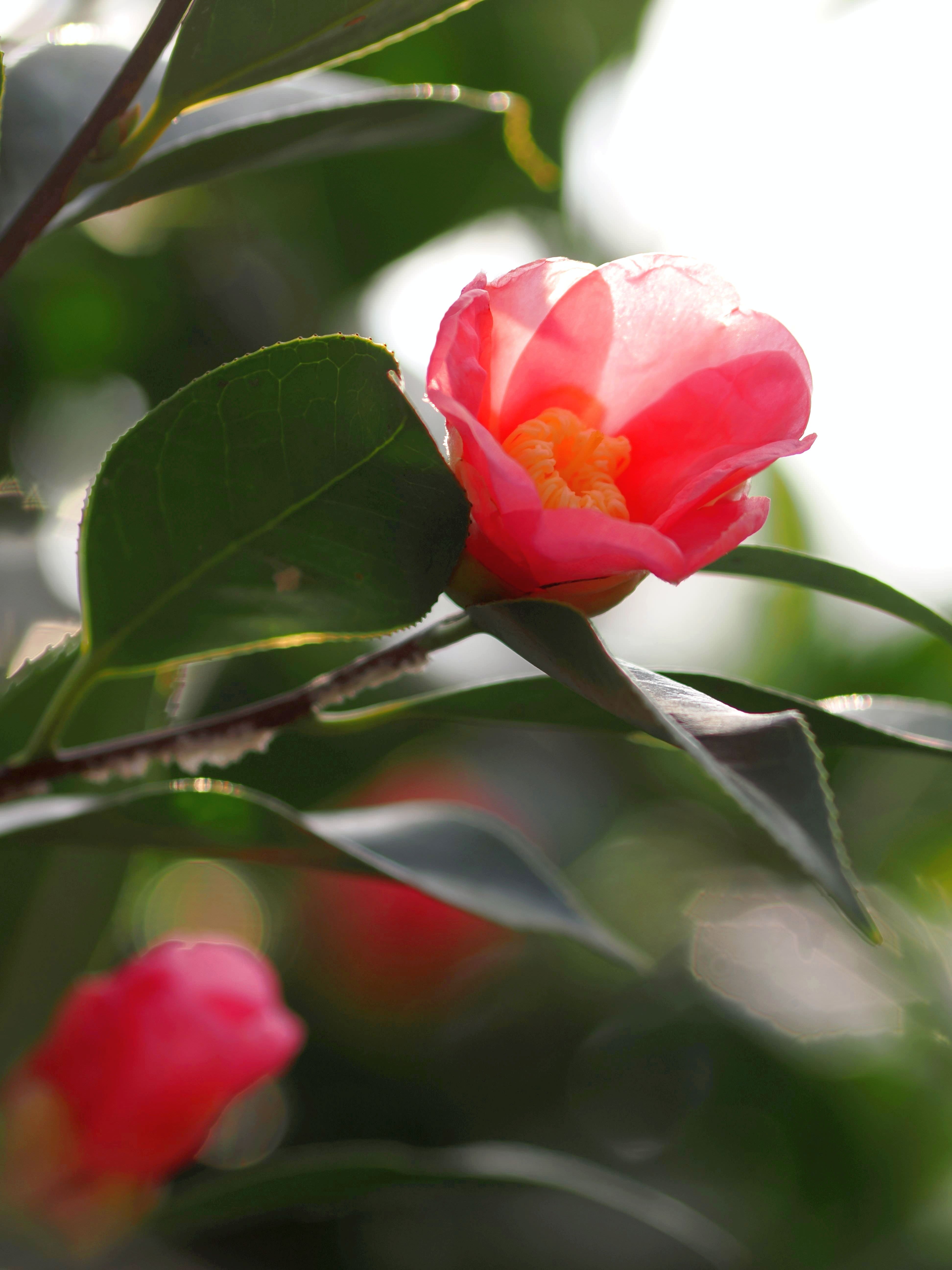 EVERYBODY × PHOTOGRAPHER.com