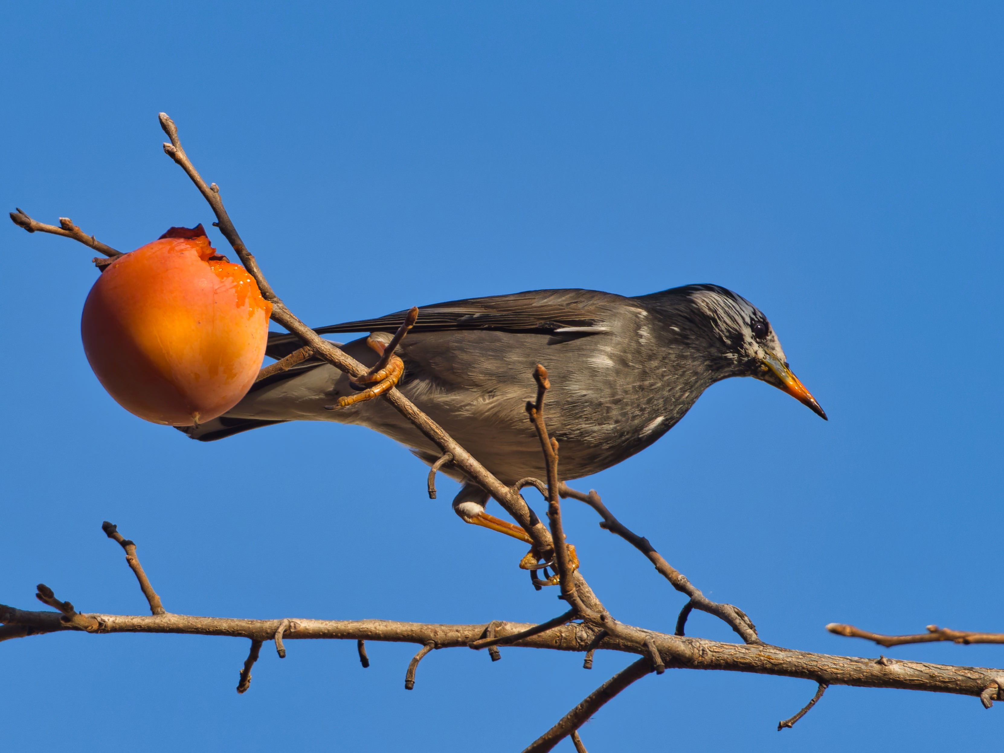 EVERYBODY × PHOTOGRAPHER.com