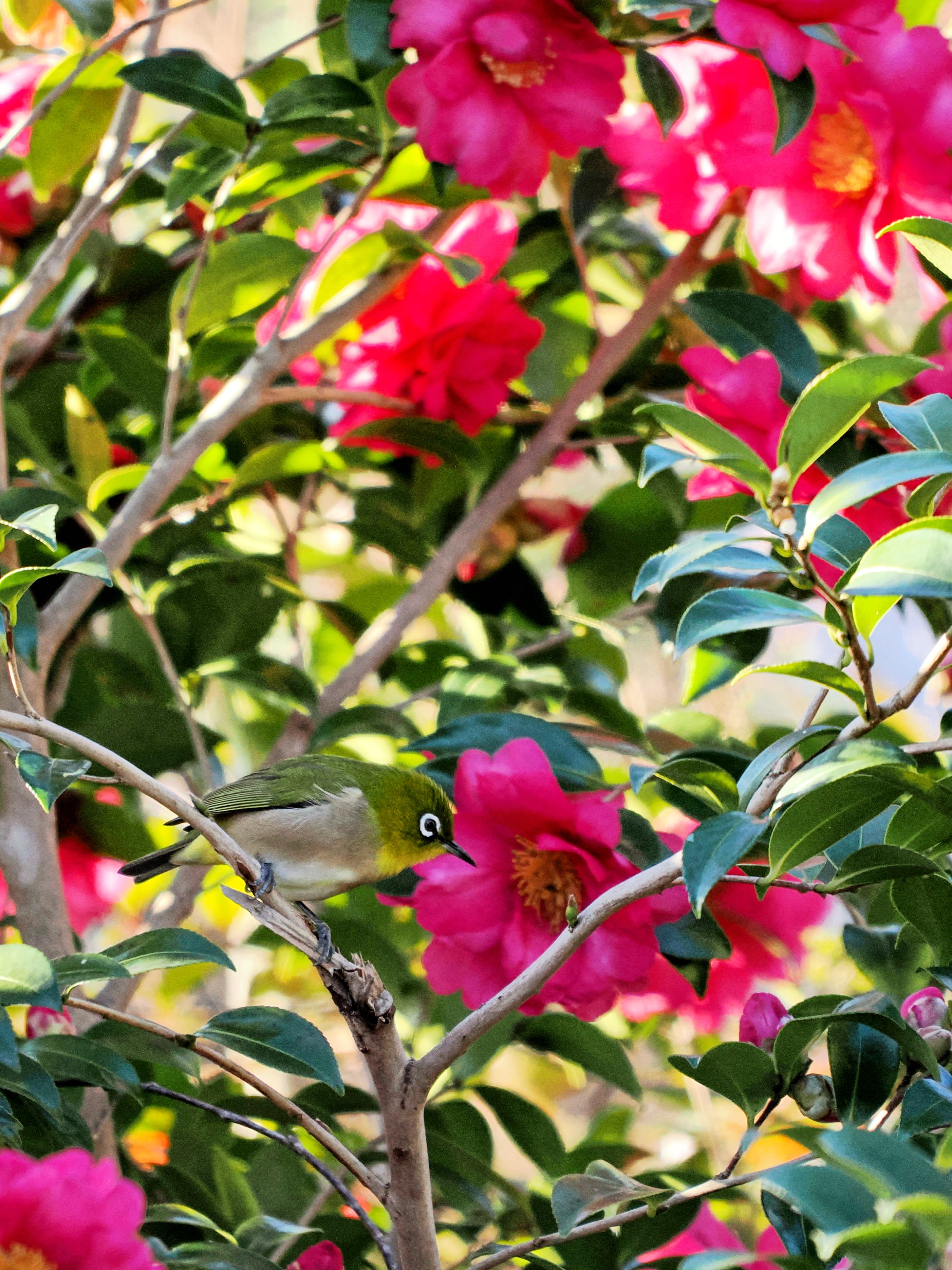 EVERYBODY × PHOTOGRAPHER.com