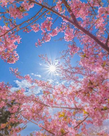 新品)Canon (キヤノン) EF-S10-18mm F4.5-5.6 IS STM(商品ID 新品)Canon (キヤノン) EF-S10-18mm F4.5-5.6 IS STM(商品ID