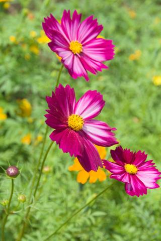 EVERYBODY × PHOTOGRAPHER.com