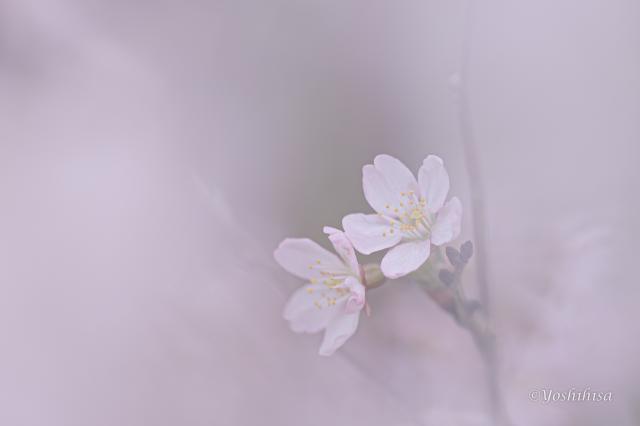 新品)Canon (キヤノン) EF100mm F2.8Lマクロ IS USM(商品ID 新品)Canon (キヤノン) EF100mm F2.8Lマクロ IS USM(商品ID